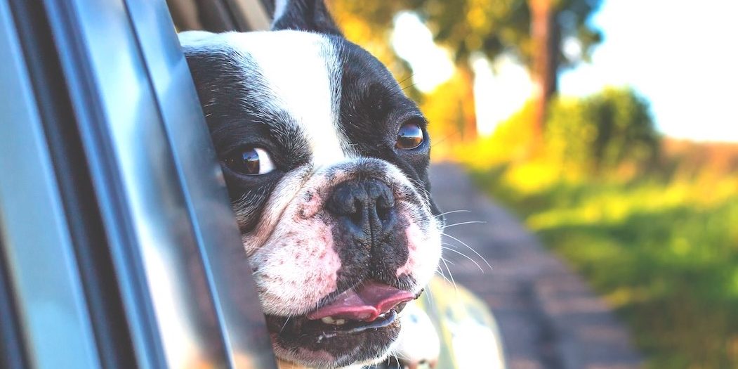 The Ultimate Guide To Prepare Your Dogs For A Move | Moving Happiness Home